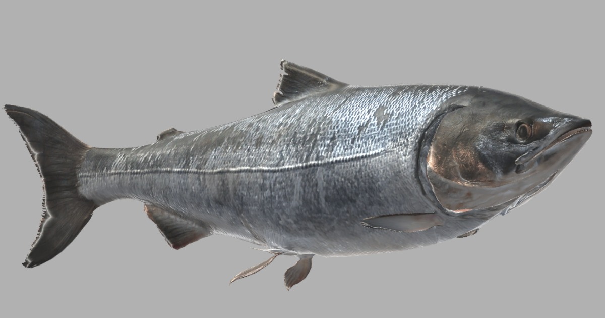 Salmon | Characters | Unity Asset Store