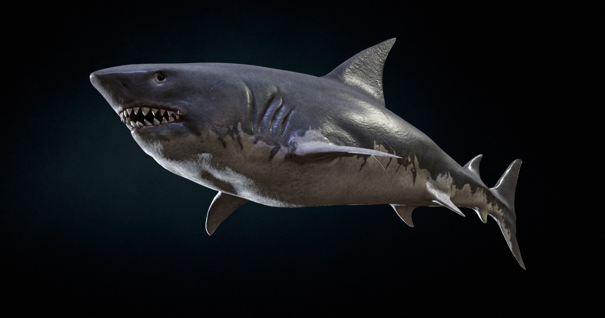Shark5 | Characters | Unity Asset Store