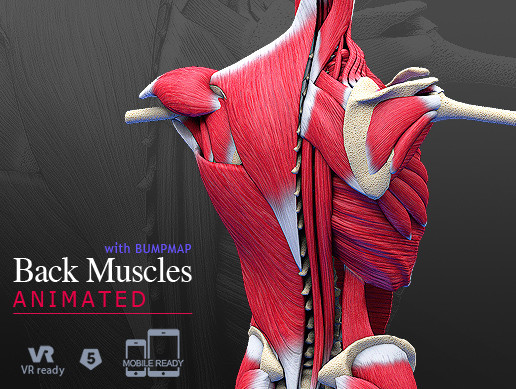 Back Muscles Animated | 3D Characters | Unity Asset Store