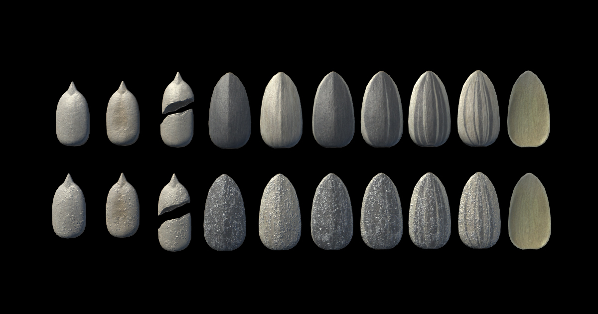 Sunflower seeds | 3D Food | Unity Asset Store