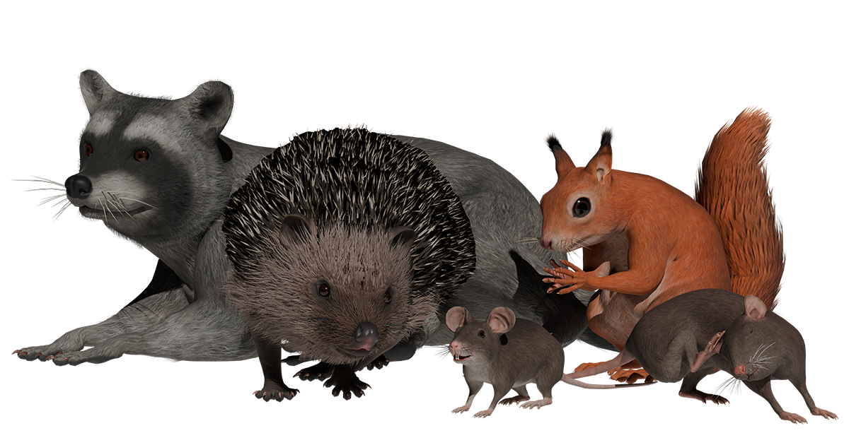 Rodent pack | Characters | Unity Asset Store