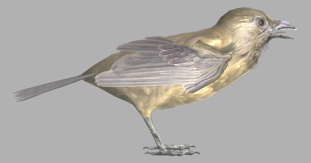 Vogelkop Bowerbird | Characters | Unity Asset Store