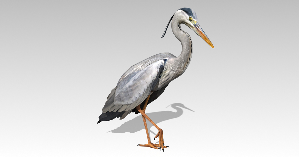Heron | Characters | Unity Asset Store