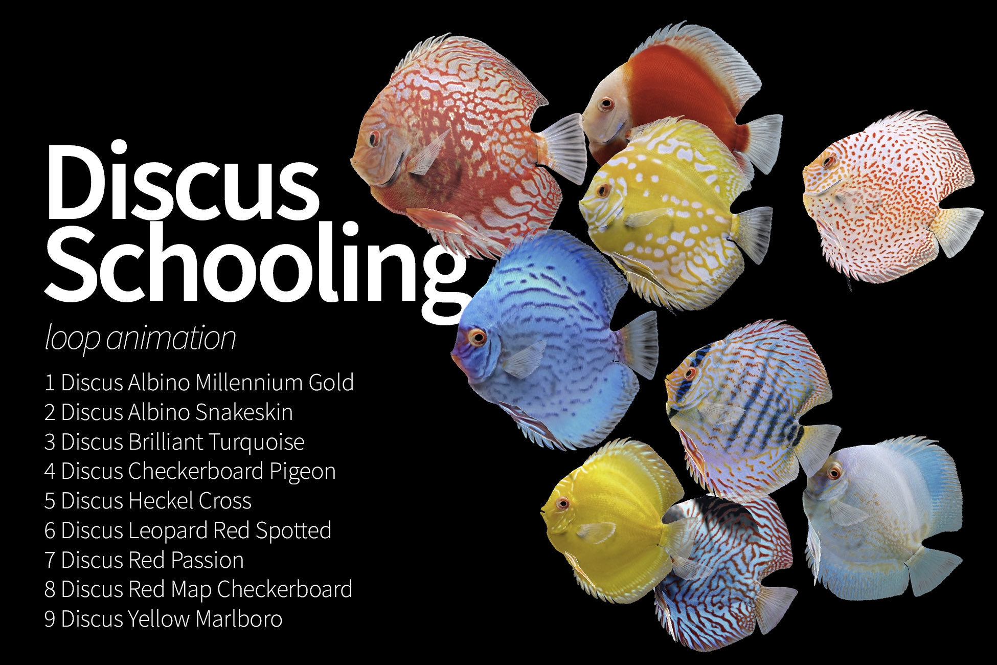 Discus Schooling | Characters | Unity Asset Store