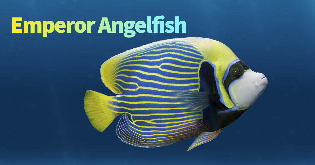 Emperor Angelfish | Characters | Unity Asset Store