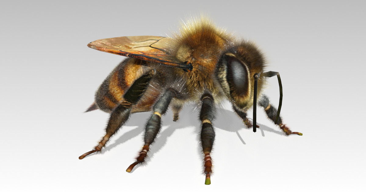 Honey Bee Animated | Characters | Unity Asset Store