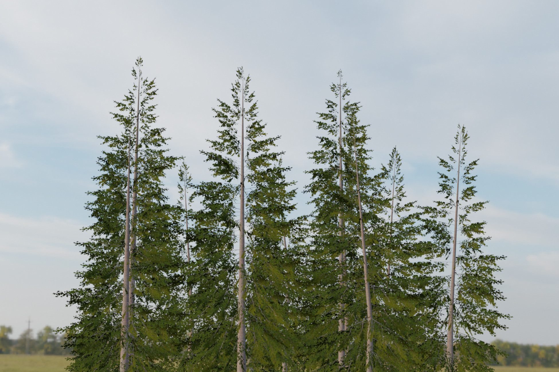 Northern Spruce Pack | 3D 樹木 | Unity Asset Store