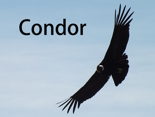 Condor | 기능 통합 | Unity Asset Store