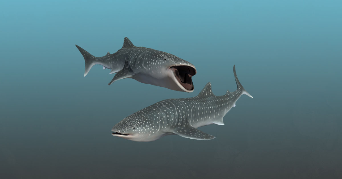 Animal Fish Shark Whale (Short Version) | 3D 角色 | Unity Asset Store
