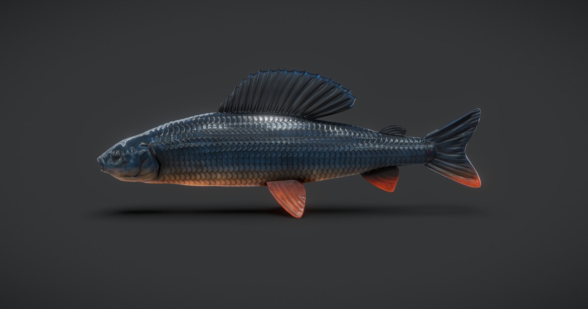 European grayling | 3D Animals | Unity Asset Store