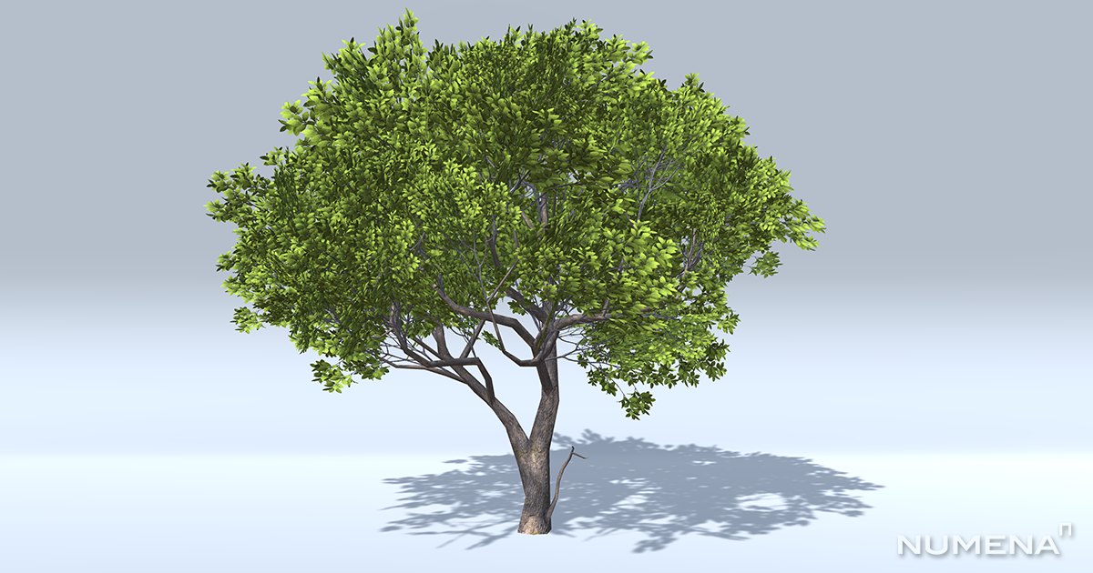 Magnolia Tree | 3D Vegetation | Unity Asset Store
