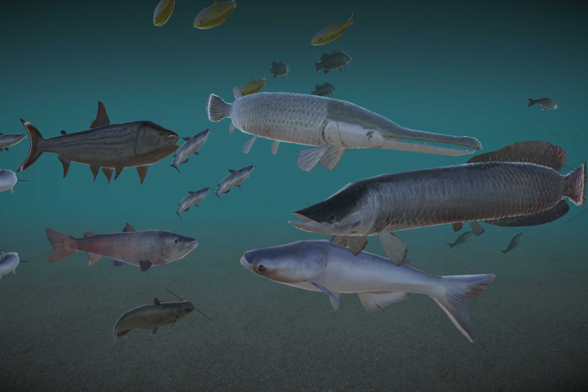 Freshwater fish complete pack | Characters | Unity Asset Store