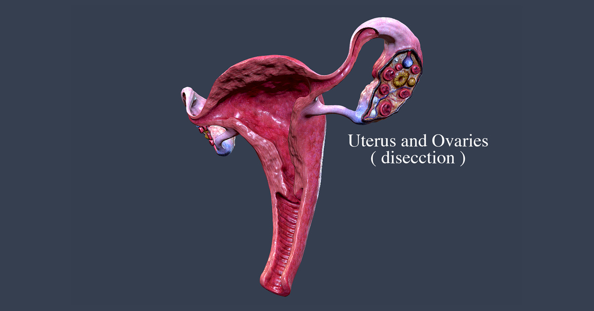 Uterus and Ovaries dissection | 3D 캐릭터 | Unity Asset Store