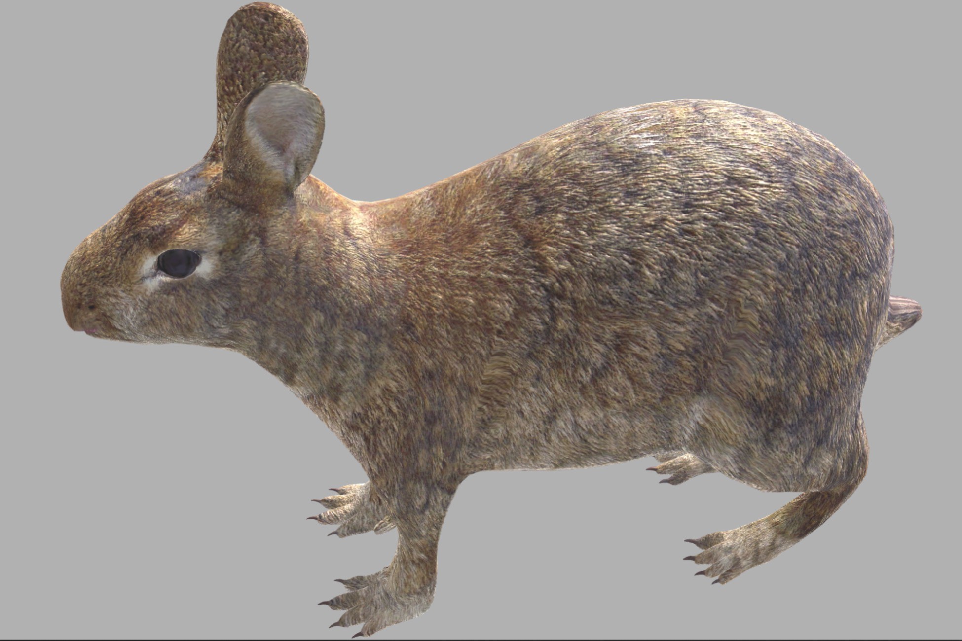 Brown Rabbit | Characters | Unity Asset Store