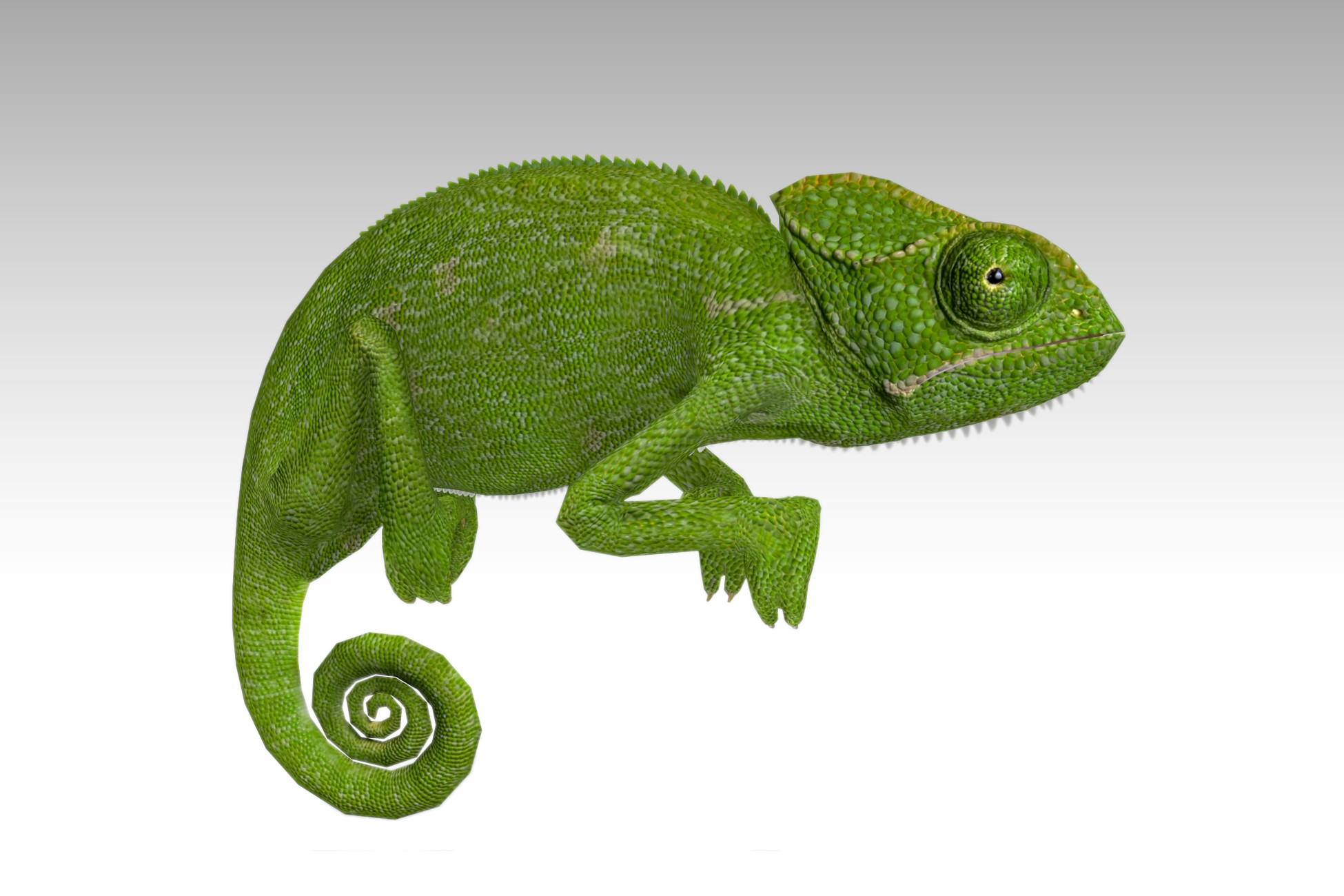 Chameleon | Characters | Unity Asset Store