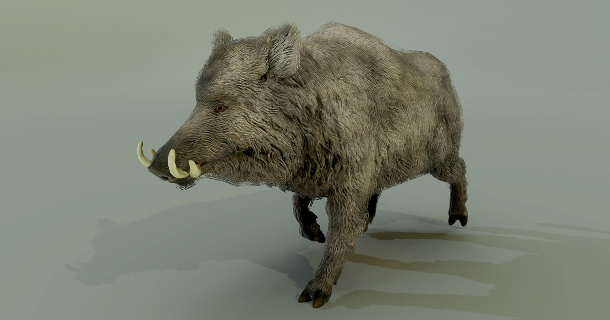 BOAR | Characters | Unity Asset Store