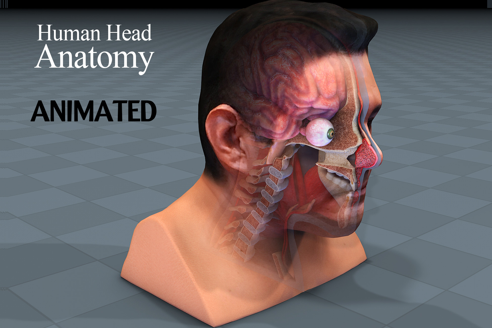 Human Head Anatomy Animated | 3D 캐릭터 | Unity Asset Store