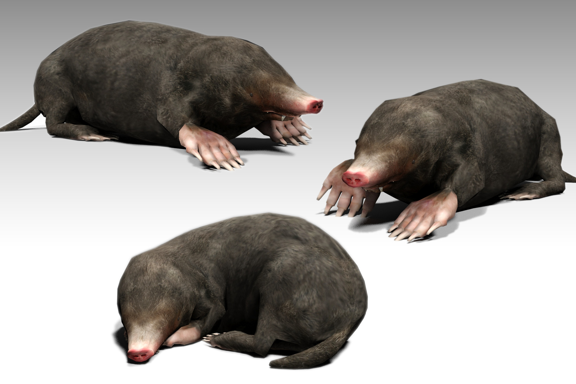 Mole | Characters | Unity Asset Store