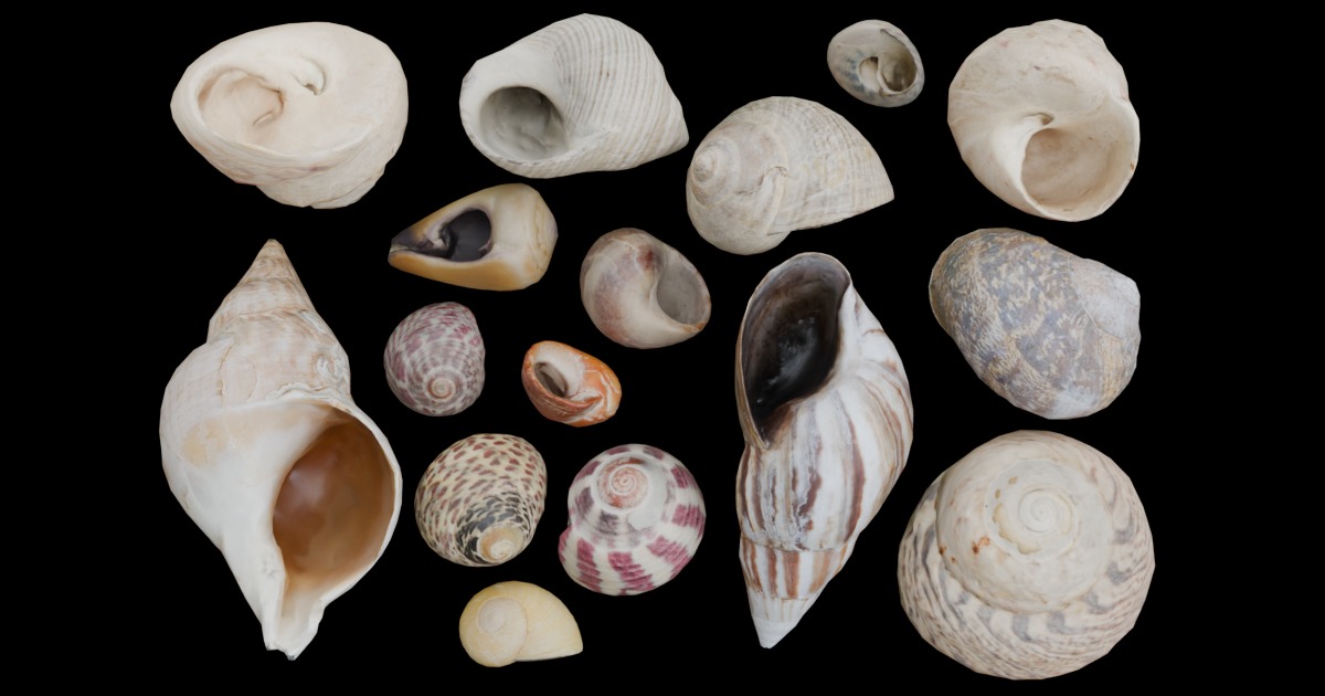 SeaShells Pack Vol 3 | 3D Exterior | Unity Asset Store