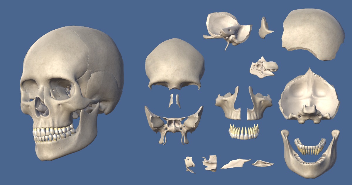 Mid-Poly Skull | 3D Humanoids | Unity Asset Store