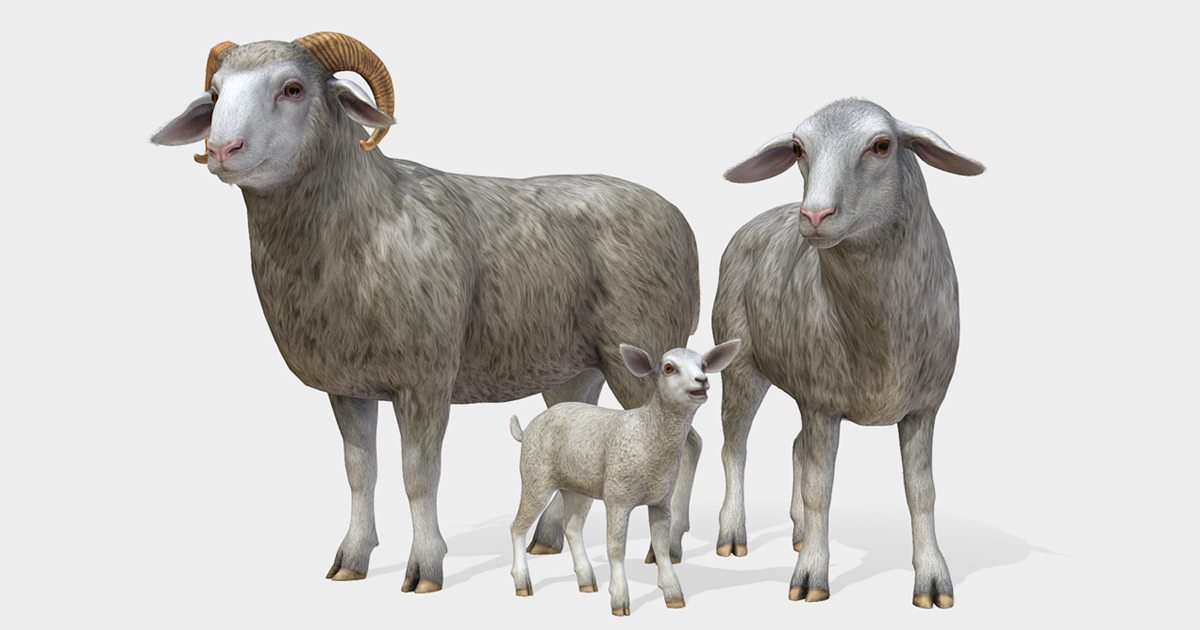 Sheep Family | Characters | Unity Asset Store