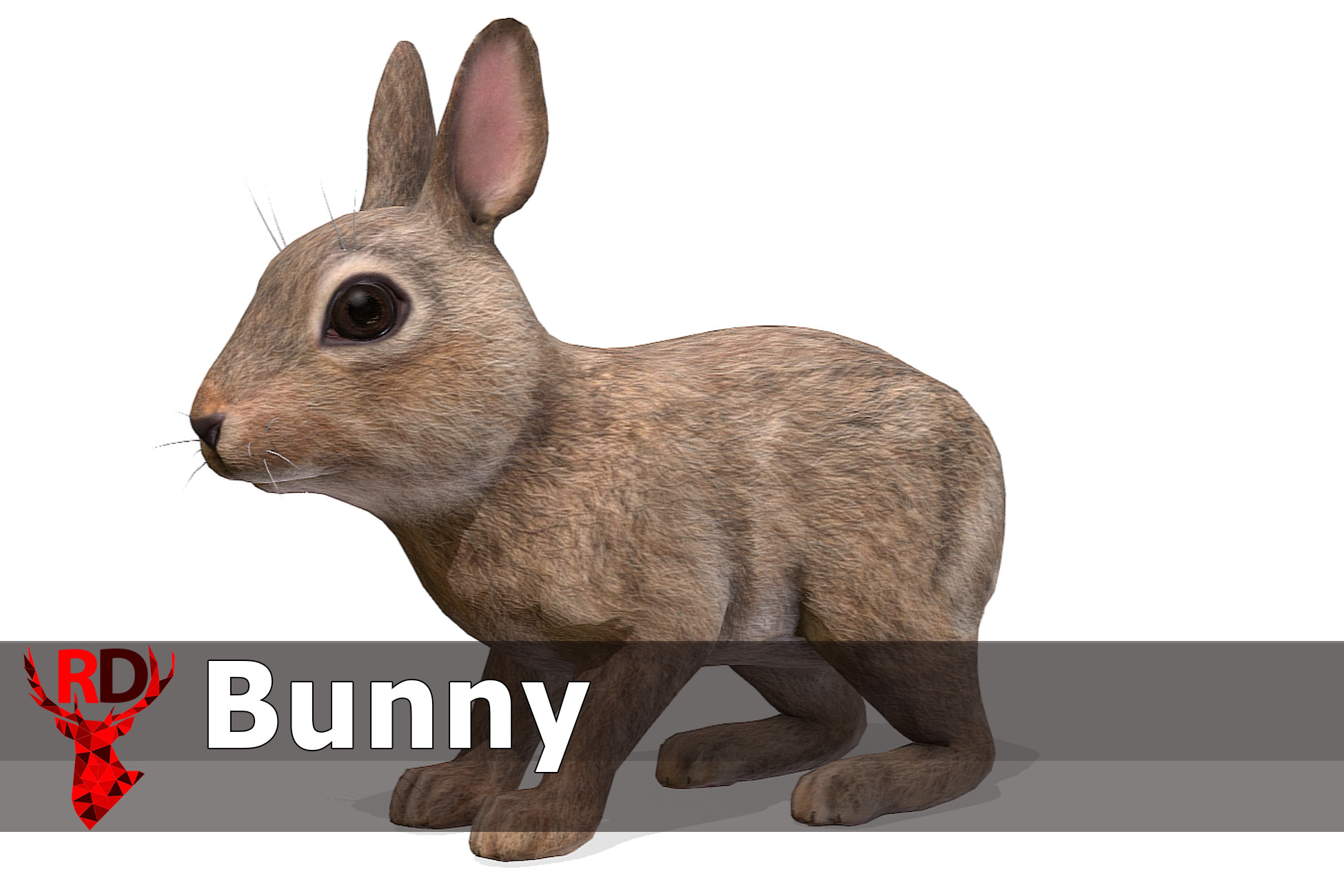 Bunny | Characters | Unity Asset Store