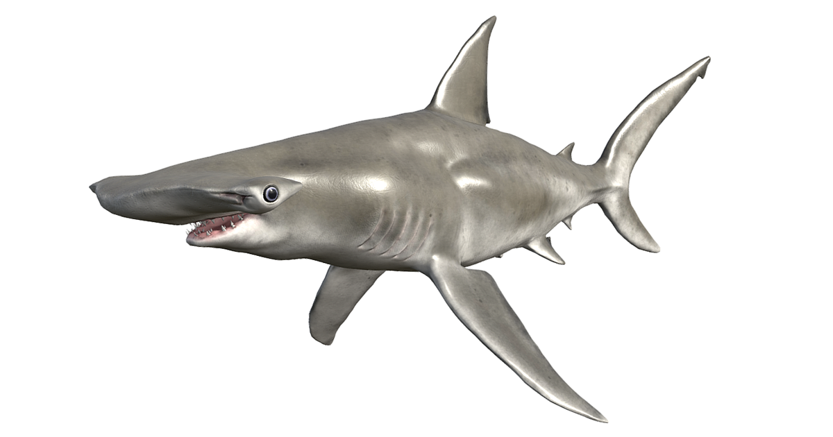 Standart Hammerhead Shark | Characters | Unity Asset Store
