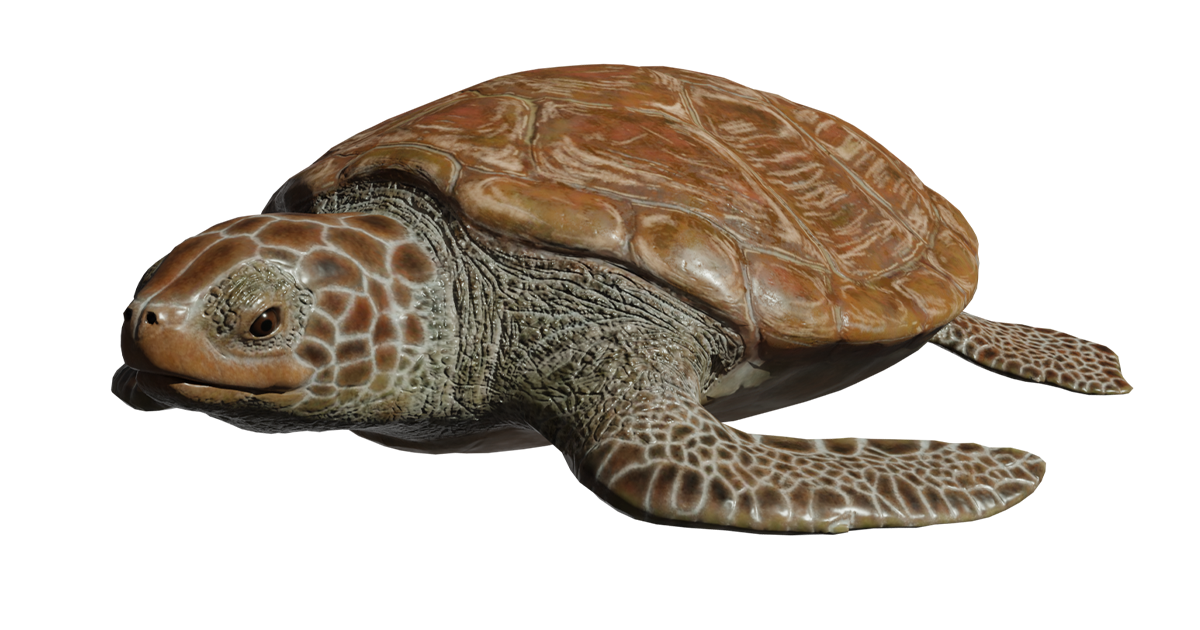 Green Turtle | Characters | Unity Asset Store