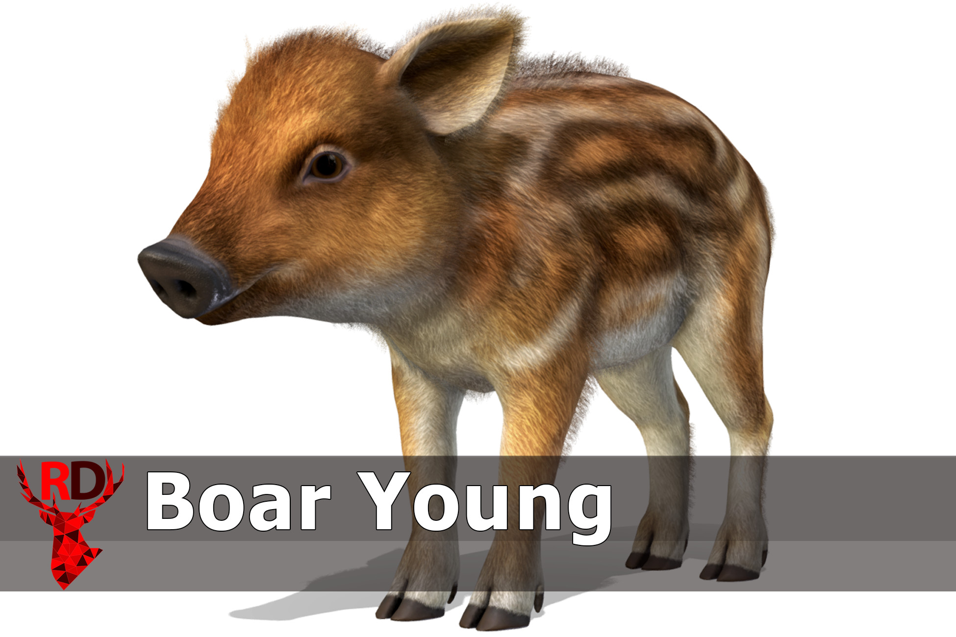 Wild Boar - Young | Characters | Unity Asset Store