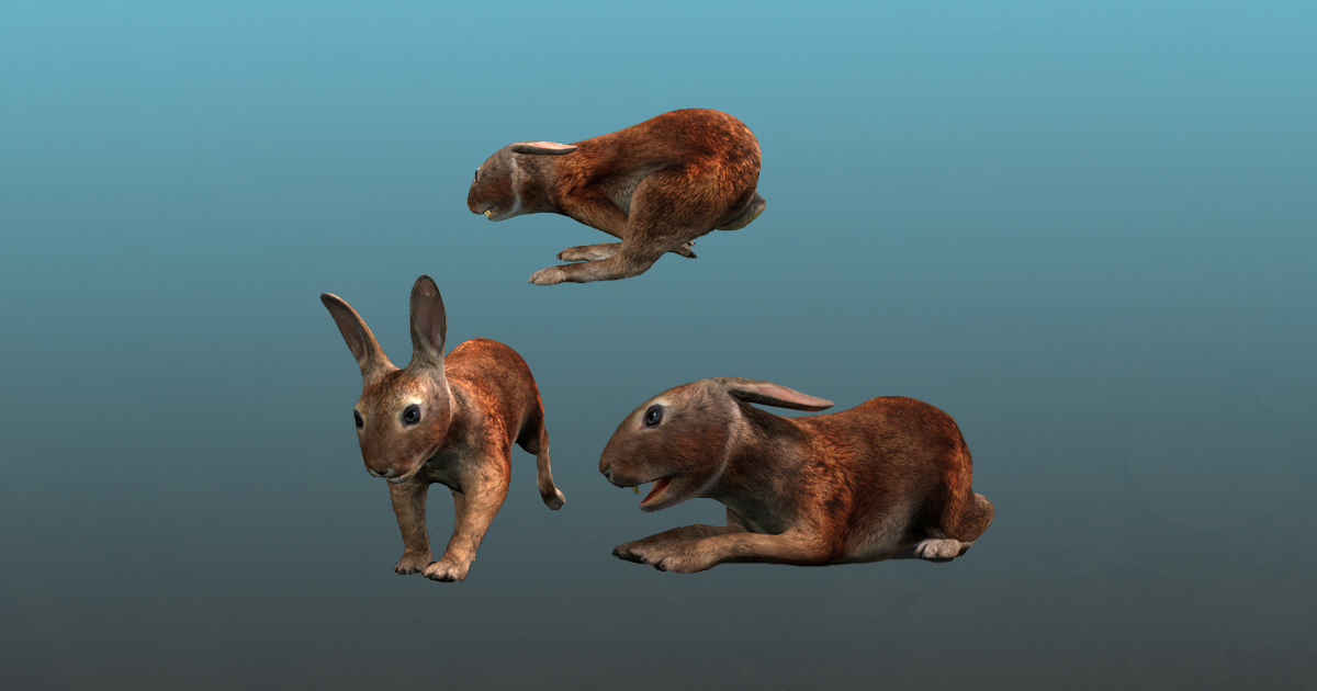Domestic Animal - Rabbit | Characters | Unity Asset Store
