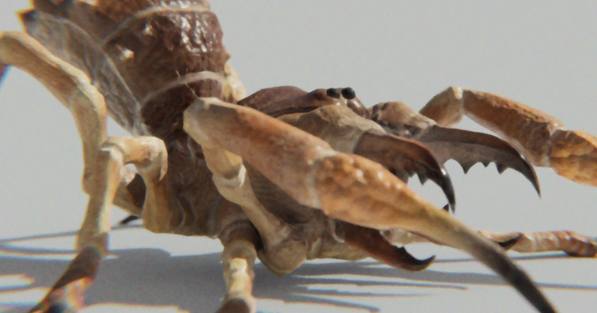 Camel Spider Monster, Solifugae Mutant Game Enemy | 3D Creatures ...