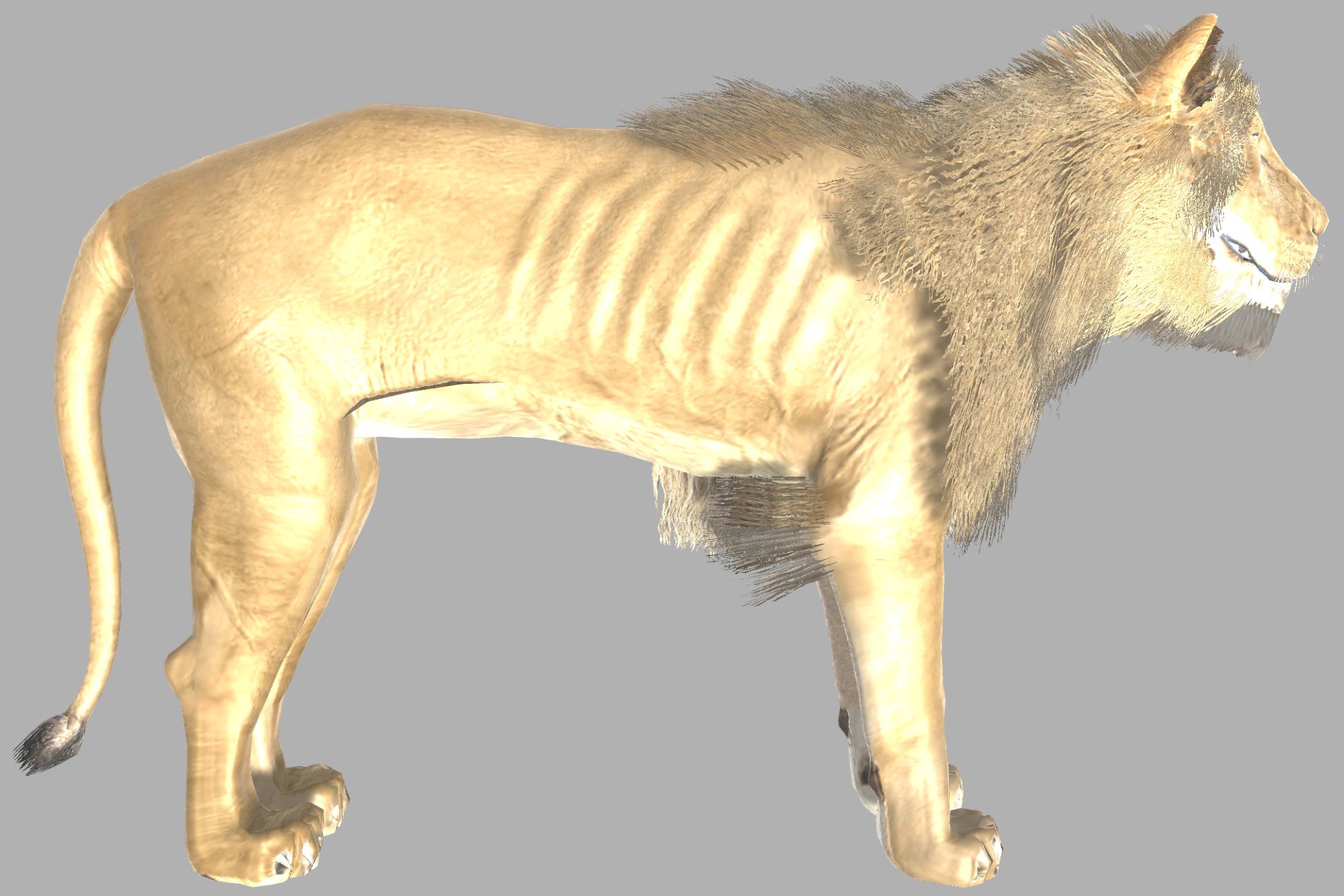 Lion(Panthera leo) | Characters | Unity Asset Store