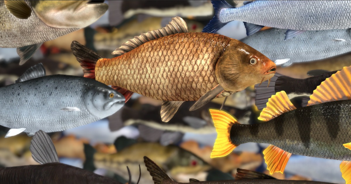 Freshwater Fish Collection | Characters | Unity Asset Store