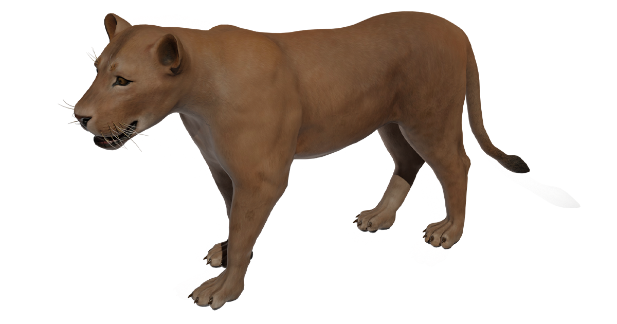 Lioness | Characters | Unity Asset Store