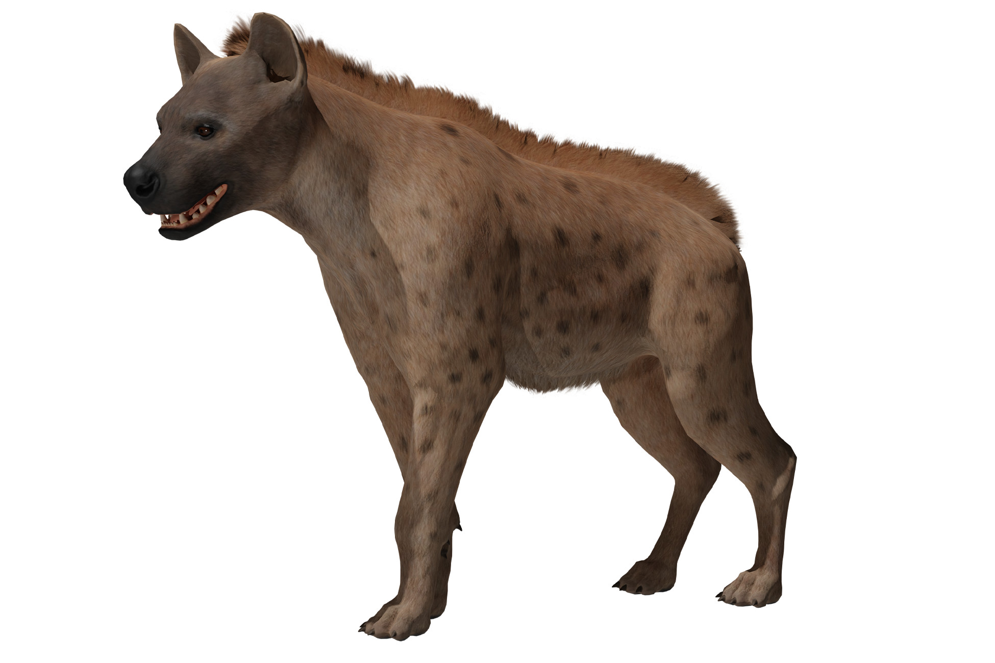 Hyena | Characters | Unity Asset Store
