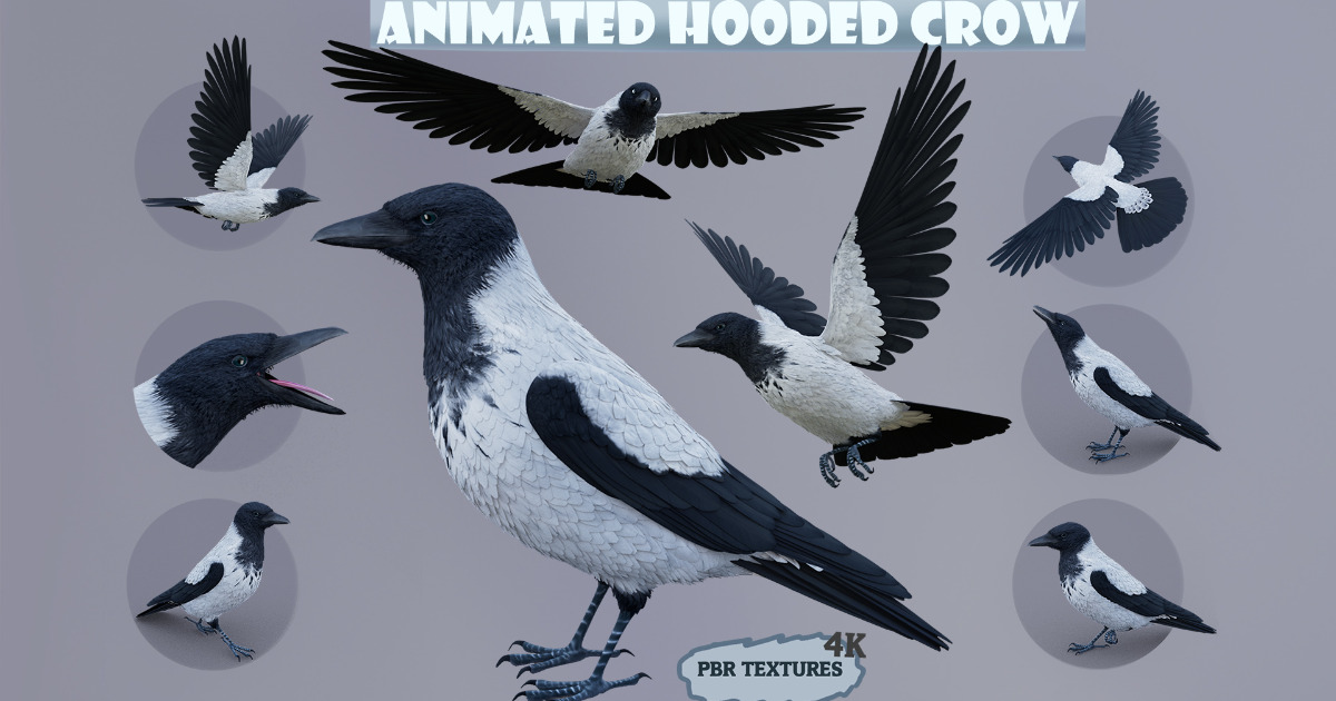 Realistic Animated Hooded Crow | Characters | Unity Asset Store