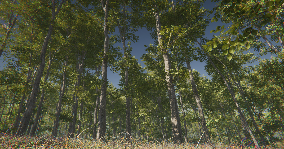 Trees: Beech tree | 3D Trees | Unity Asset Store