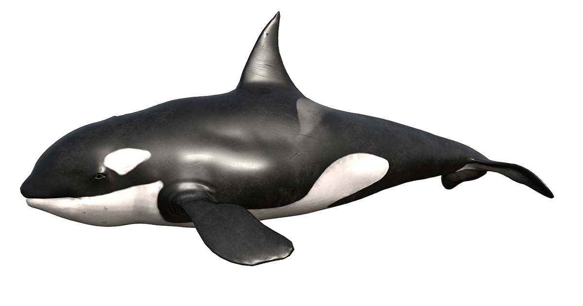 Killer Whale | Characters | Unity Asset Store