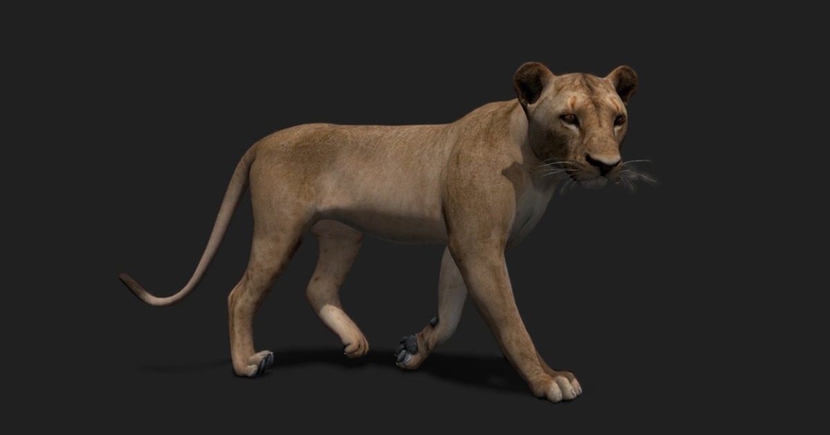 Realistic Animated Lioness 2.0 | 角色 | Unity Asset Store