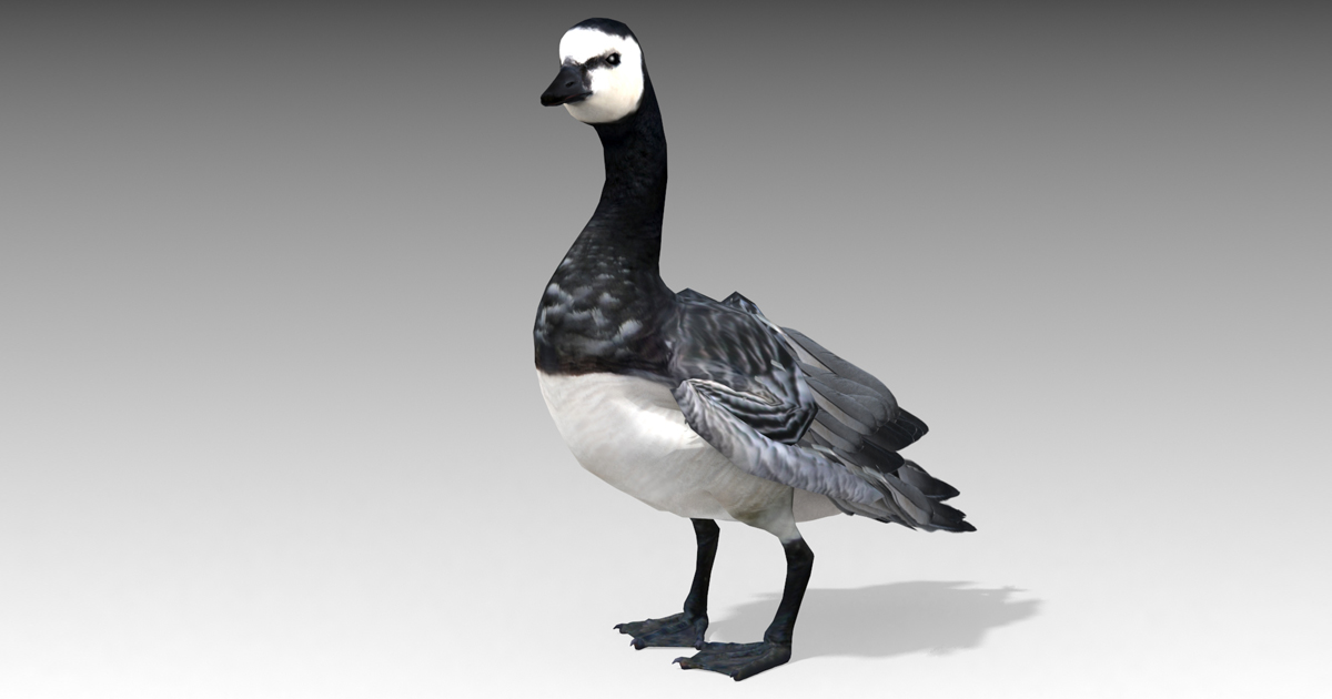 Barnacle Goose | Characters | Unity Asset Store