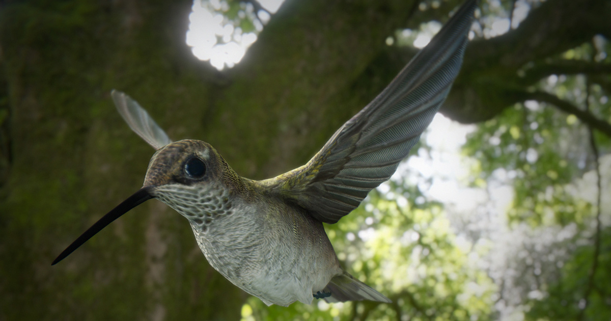 Hummingbird Animated | 캐릭터 | Unity Asset Store