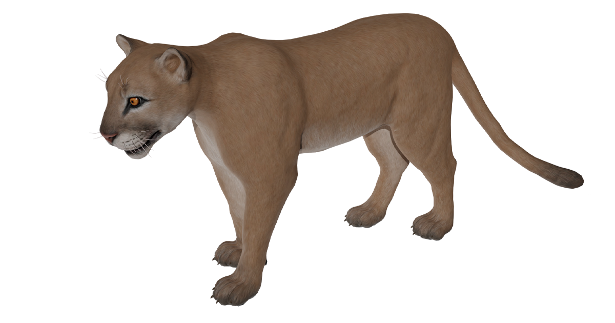 Puma | Characters | Unity Asset Store