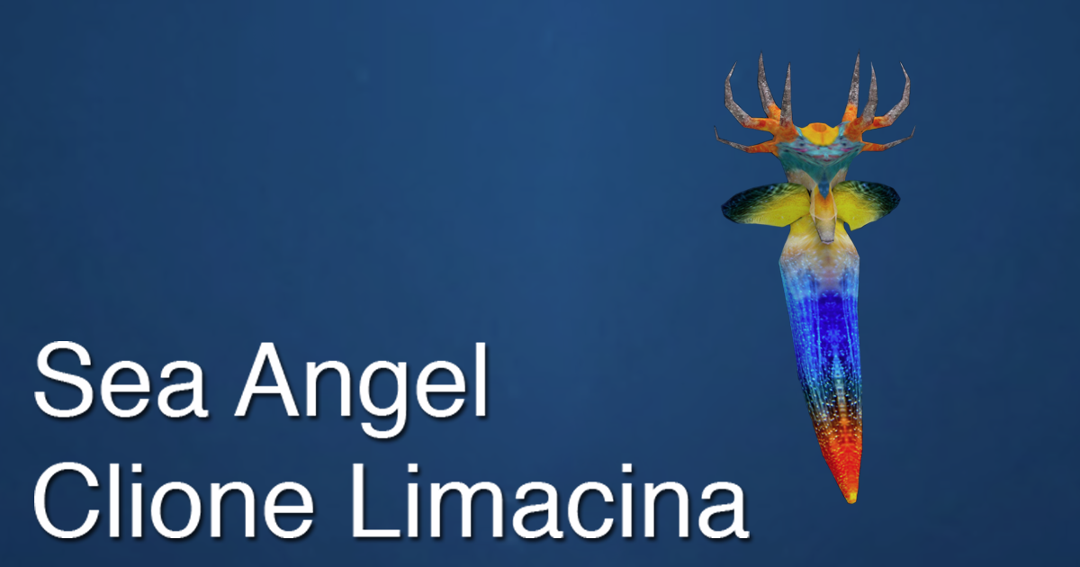 Sea Angel | 3D Animals | Unity Asset Store
