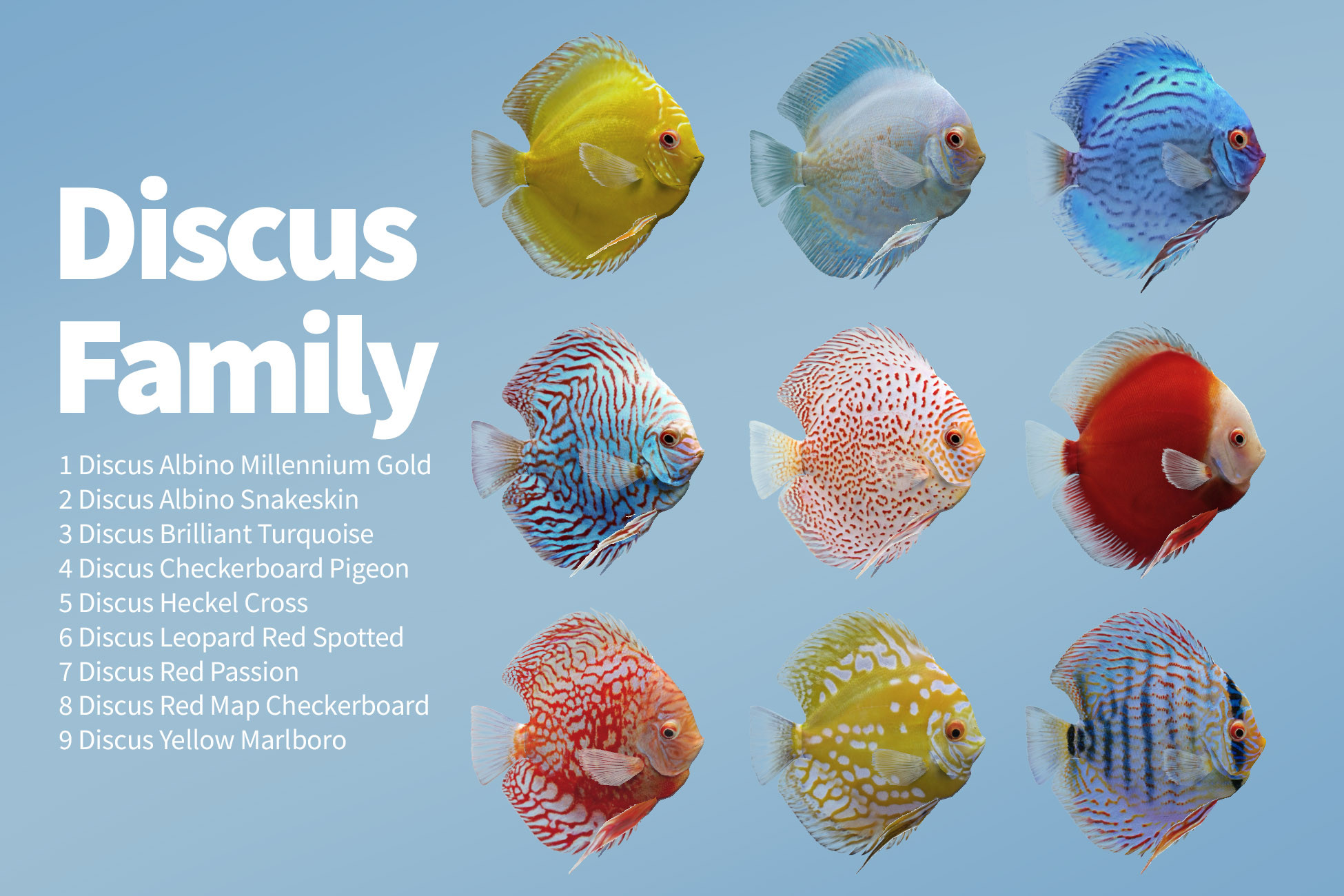 Discus Family | キャラクター | Unity Asset Store