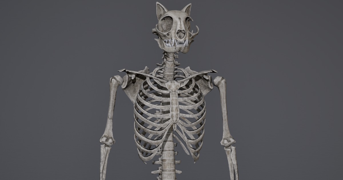 Anthropomorphic Cat Skeleton | 3D Characters | Unity Asset Store