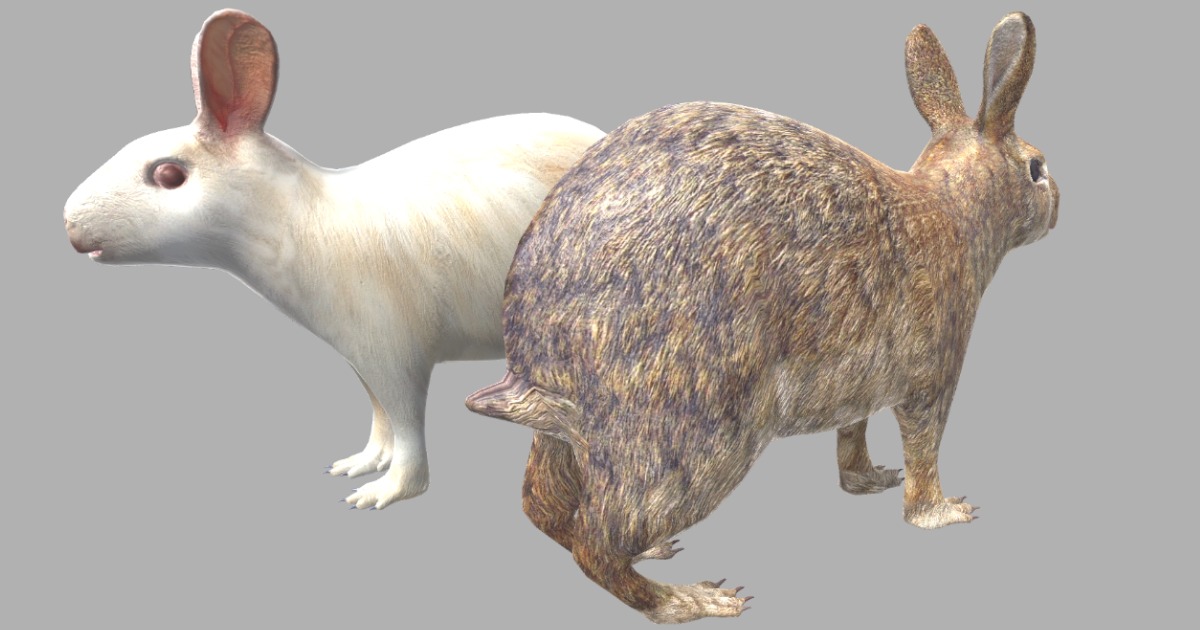 Brown Rabbit | Characters | Unity Asset Store