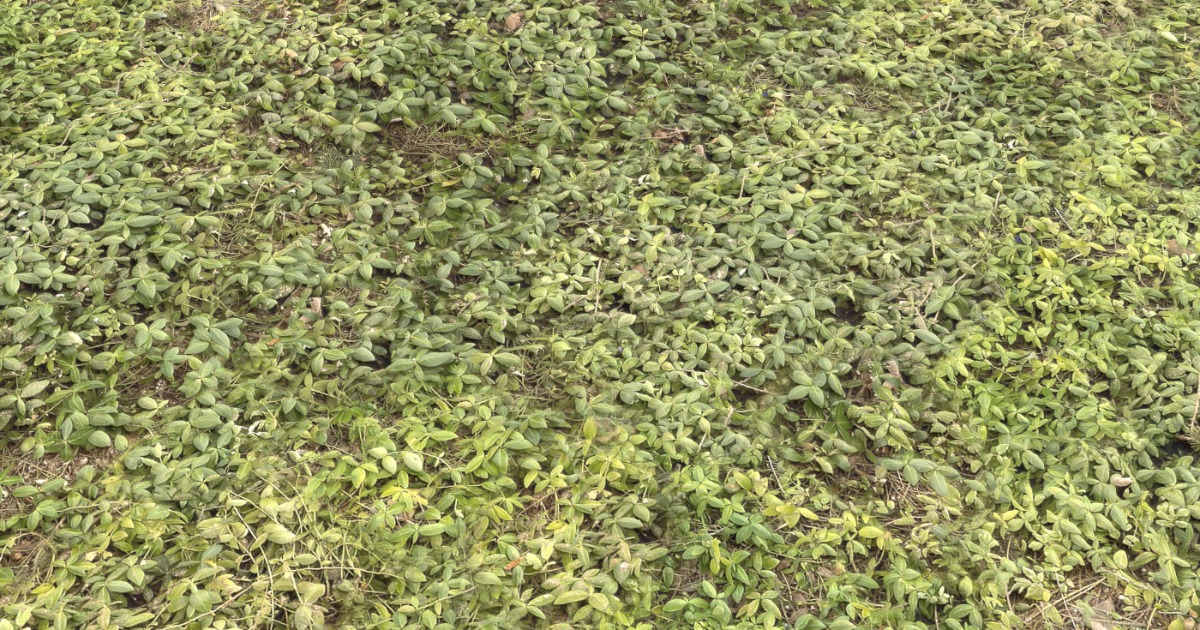 Forest Terrain Textures 7 | 2D Textures & Materials | Unity Asset Store