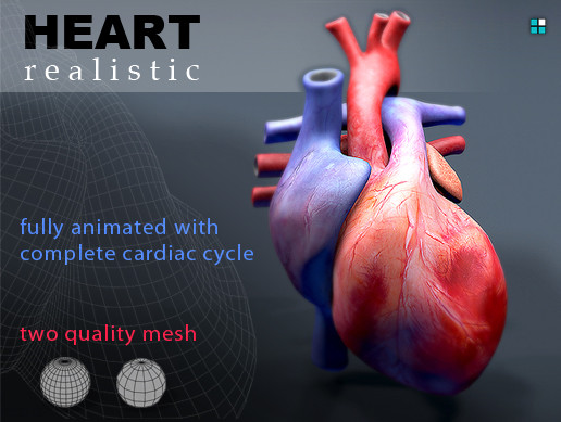 Heart Animated Realistic | 3D Characters | Unity Asset Store