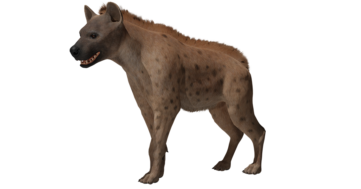 Hyena | Characters | Unity Asset Store