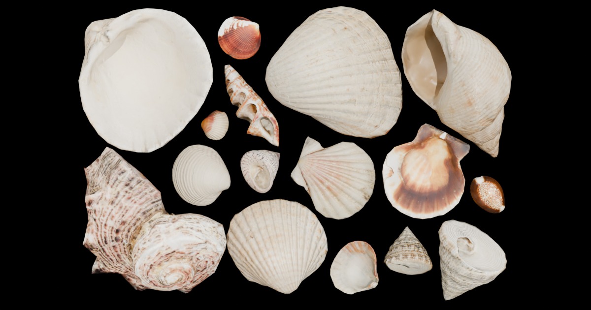 SeaShells Pack Vol 1 | 3D Exterior | Unity Asset Store